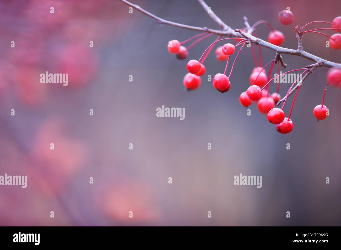 Siberian crab apple (Malus baccata) red berries hanging on branch Stock ...