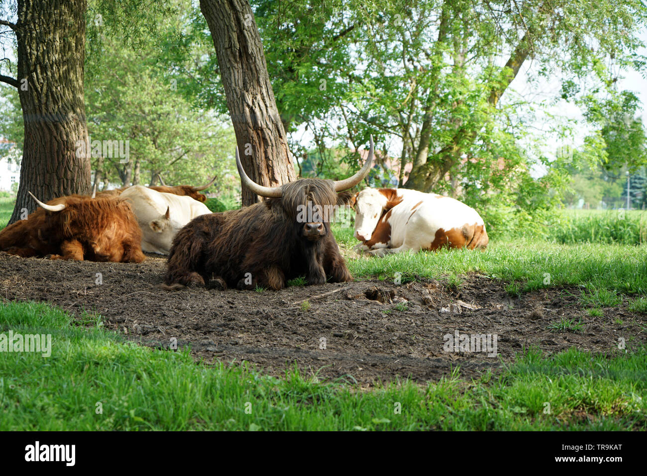 Cattle drive longhorn ranch hi-res stock photography and images - Alamy