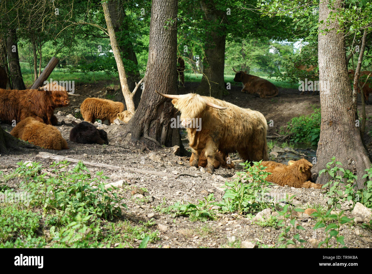 Cattle drive longhorn ranch hi-res stock photography and images - Alamy