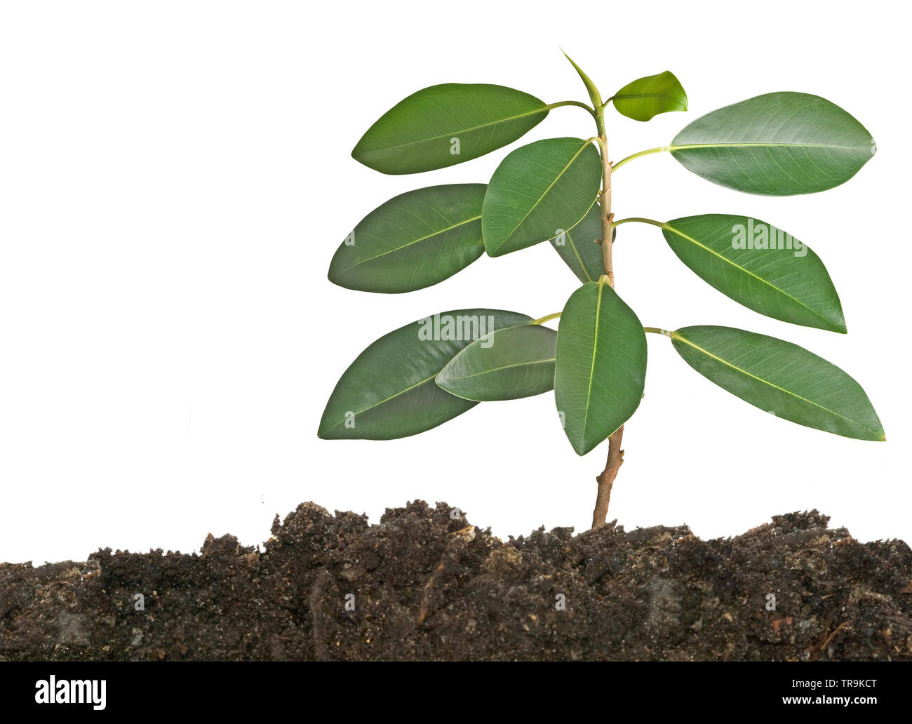 Tree seedling growing from soil Stock Photo - Alamy
