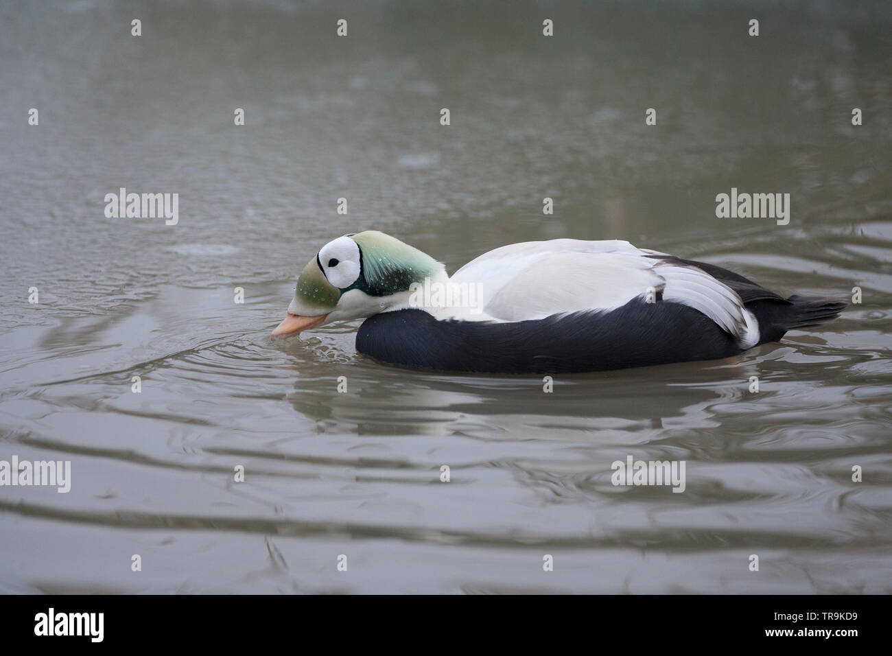 Spectacled duck hi-res stock photography and images - Alamy