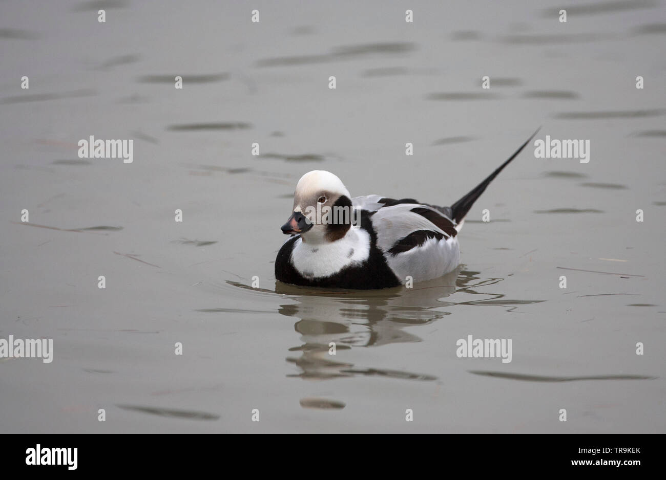Long tailed duck uk hi-res stock photography and images - Alamy