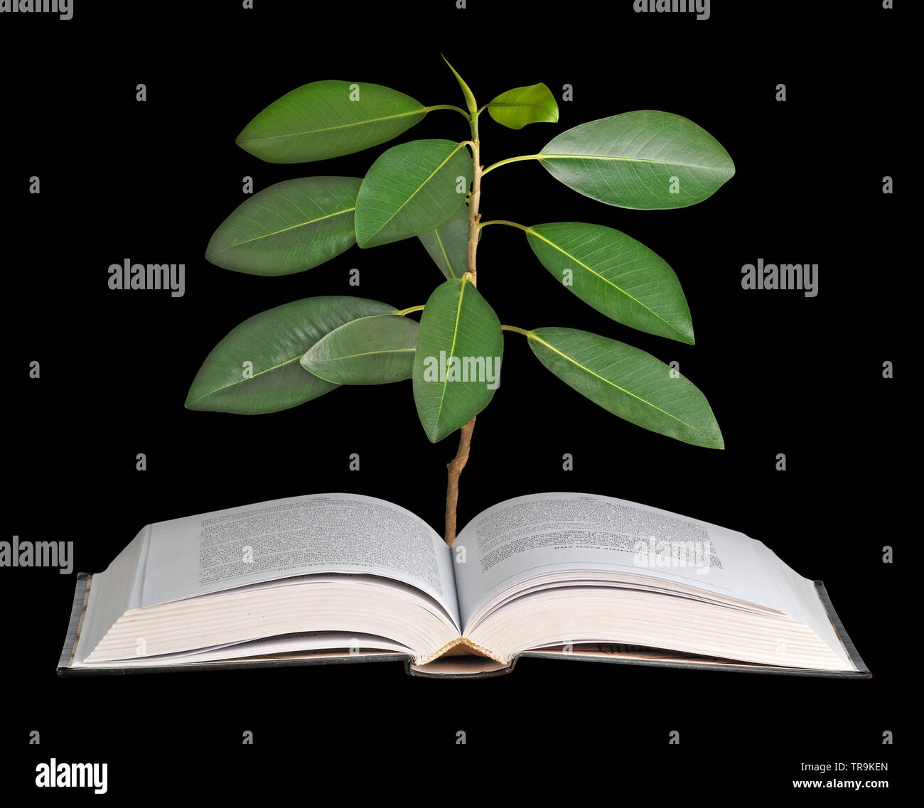Tree growing from open book Stock Photo - Alamy