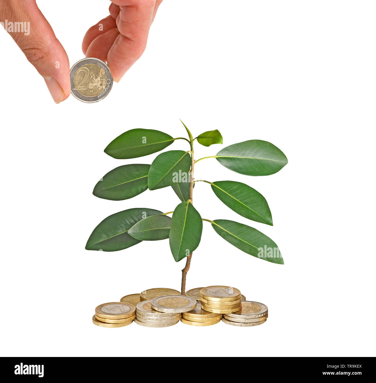 Tree growing from coins Stock Photo - Alamy