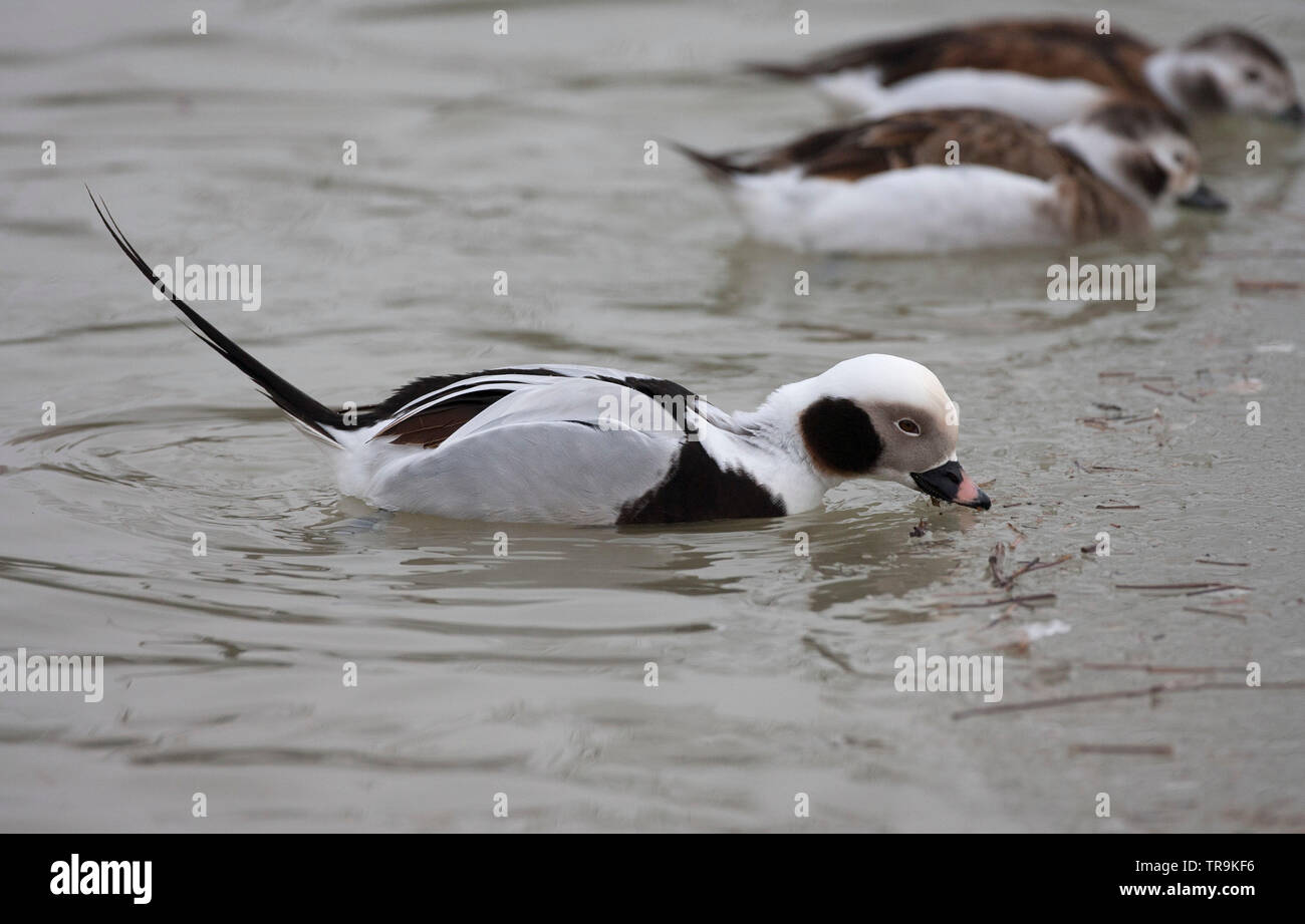 Long tailed duck uk hi-res stock photography and images - Alamy