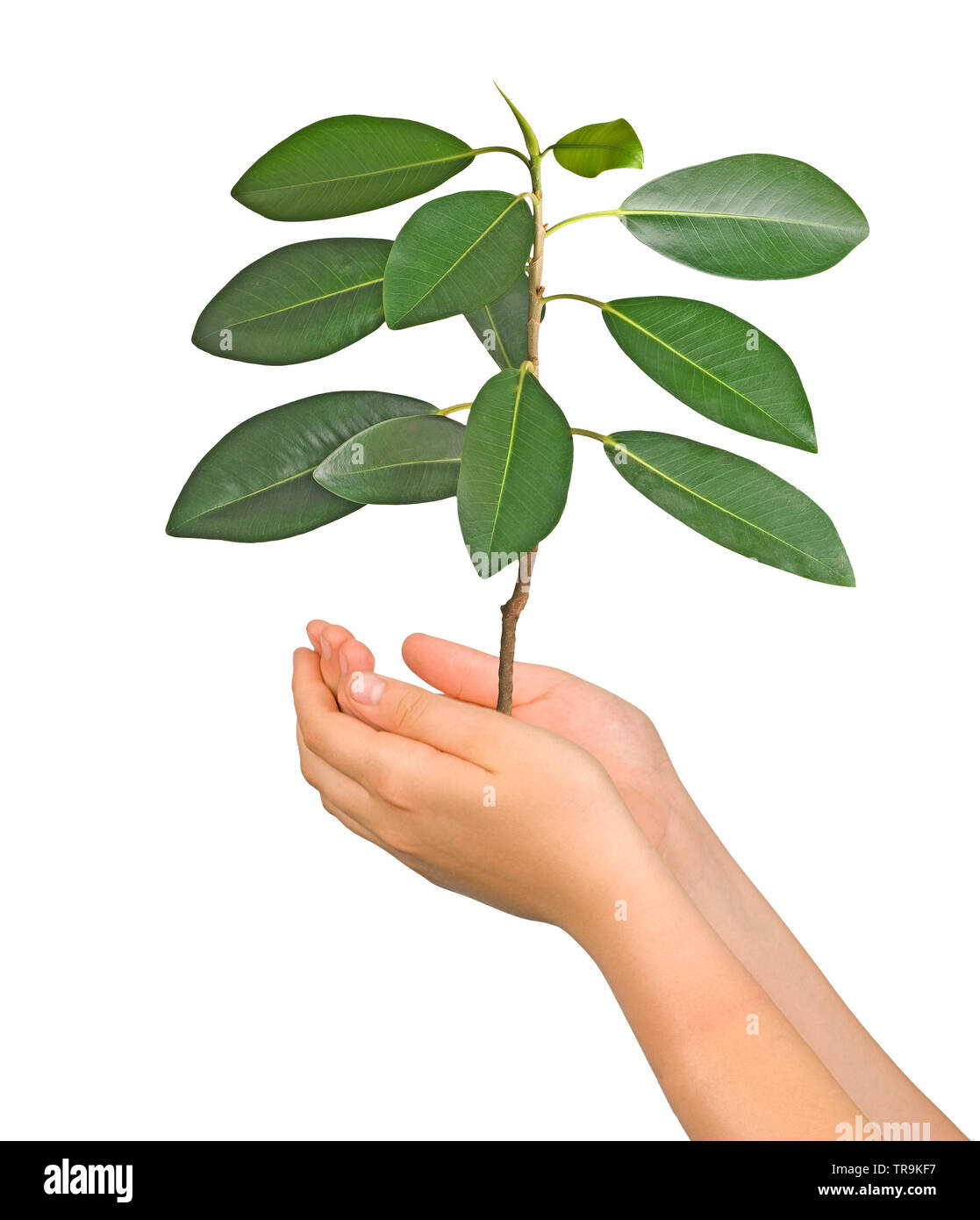 Sapling in palms as a symbol of nature protection Stock Photo - Alamy