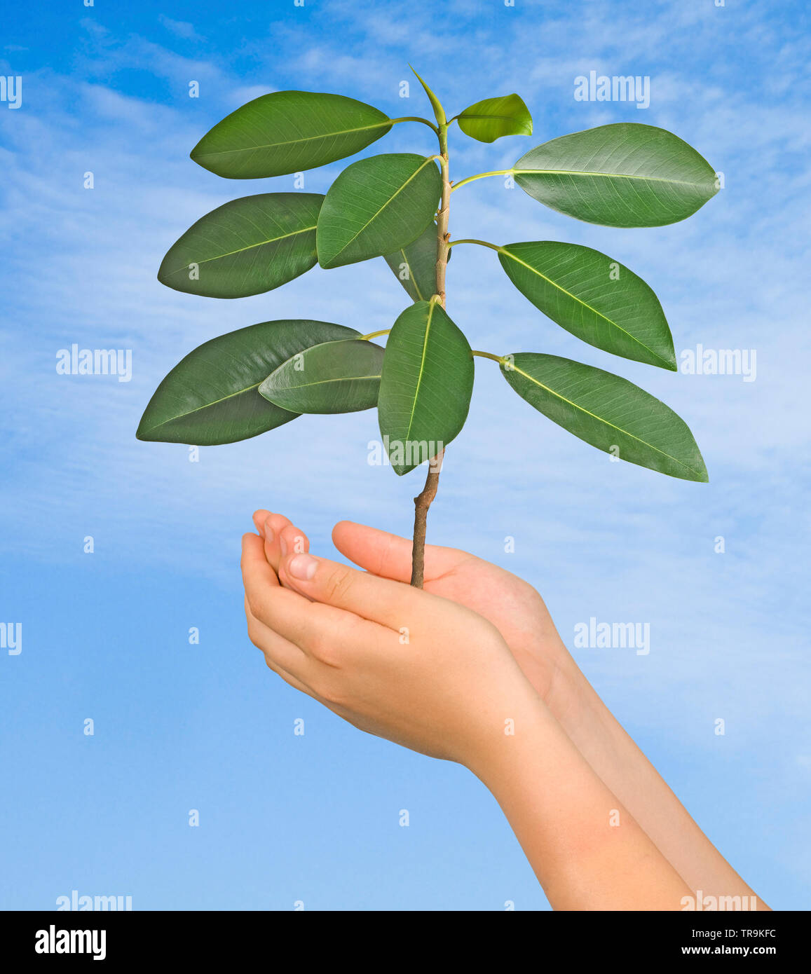 Tree in hands Stock Photo - Alamy