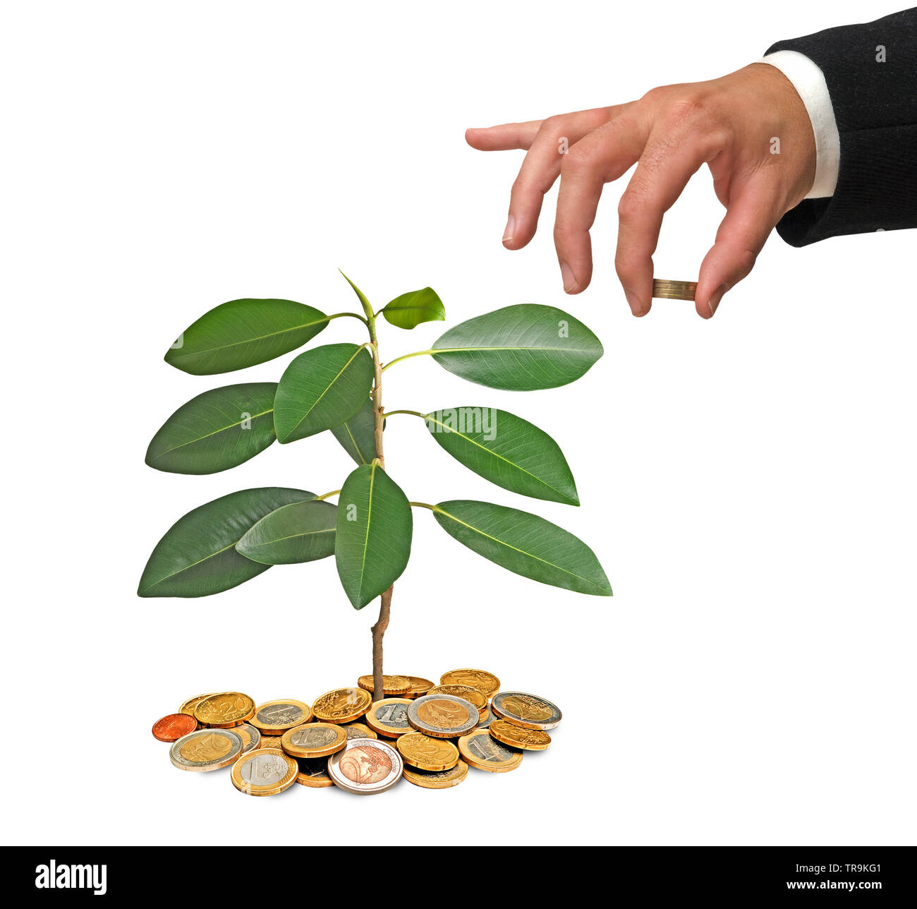 Tree growing from coins Stock Photo - Alamy