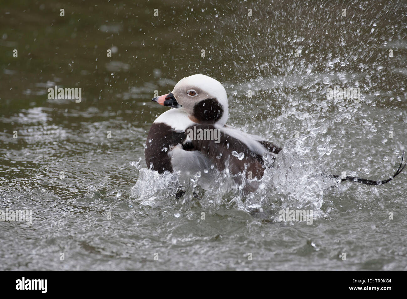Long tailed duck uk hi-res stock photography and images - Alamy