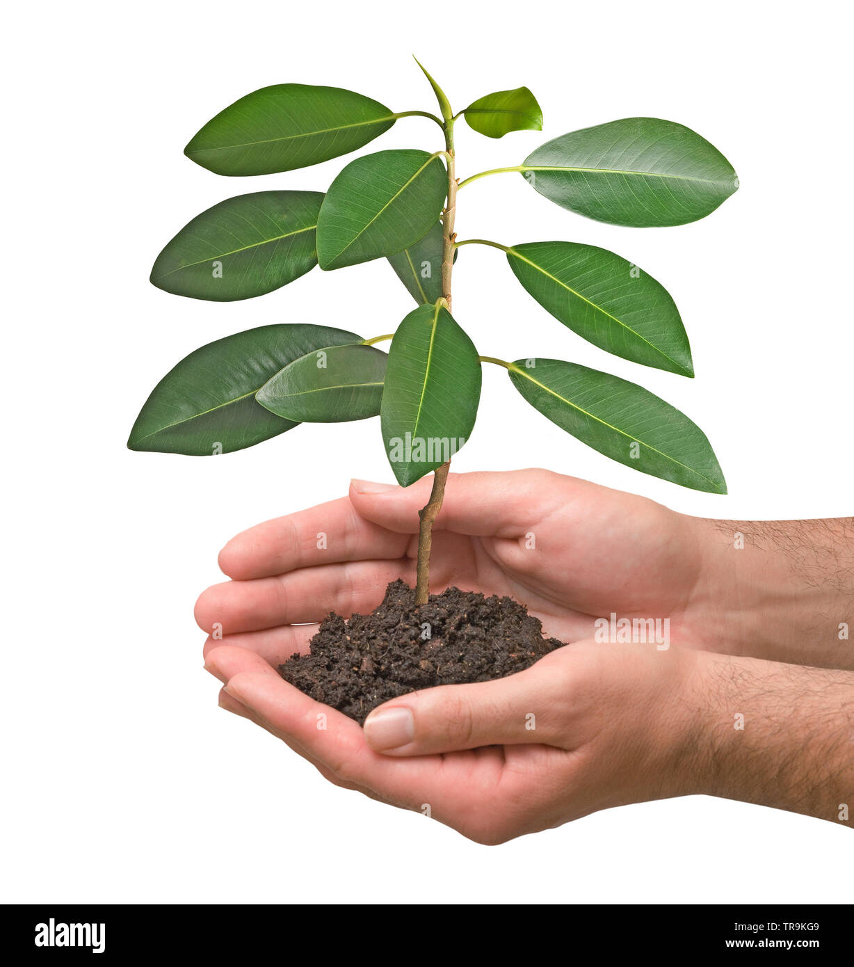sapling in hands Stock Photo - Alamy