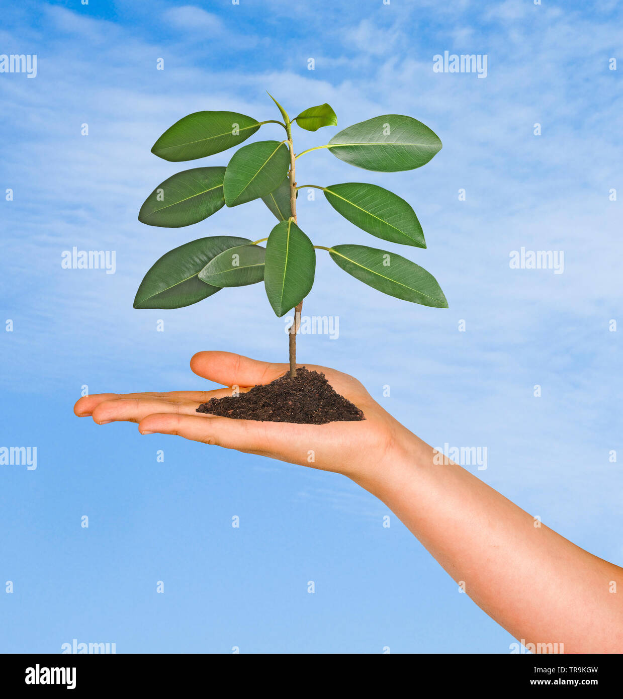 A sapling in hand as a symbol of nature protection Stock Photo - Alamy