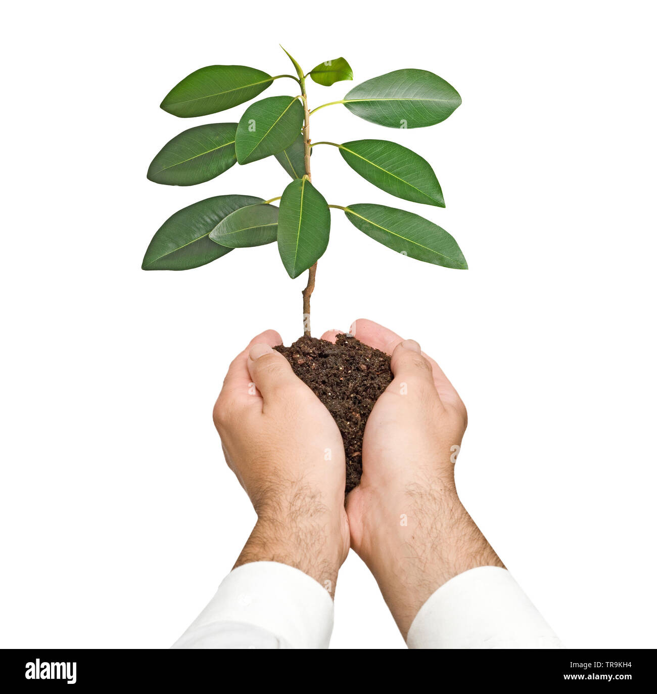 sapling in hands Stock Photo - Alamy