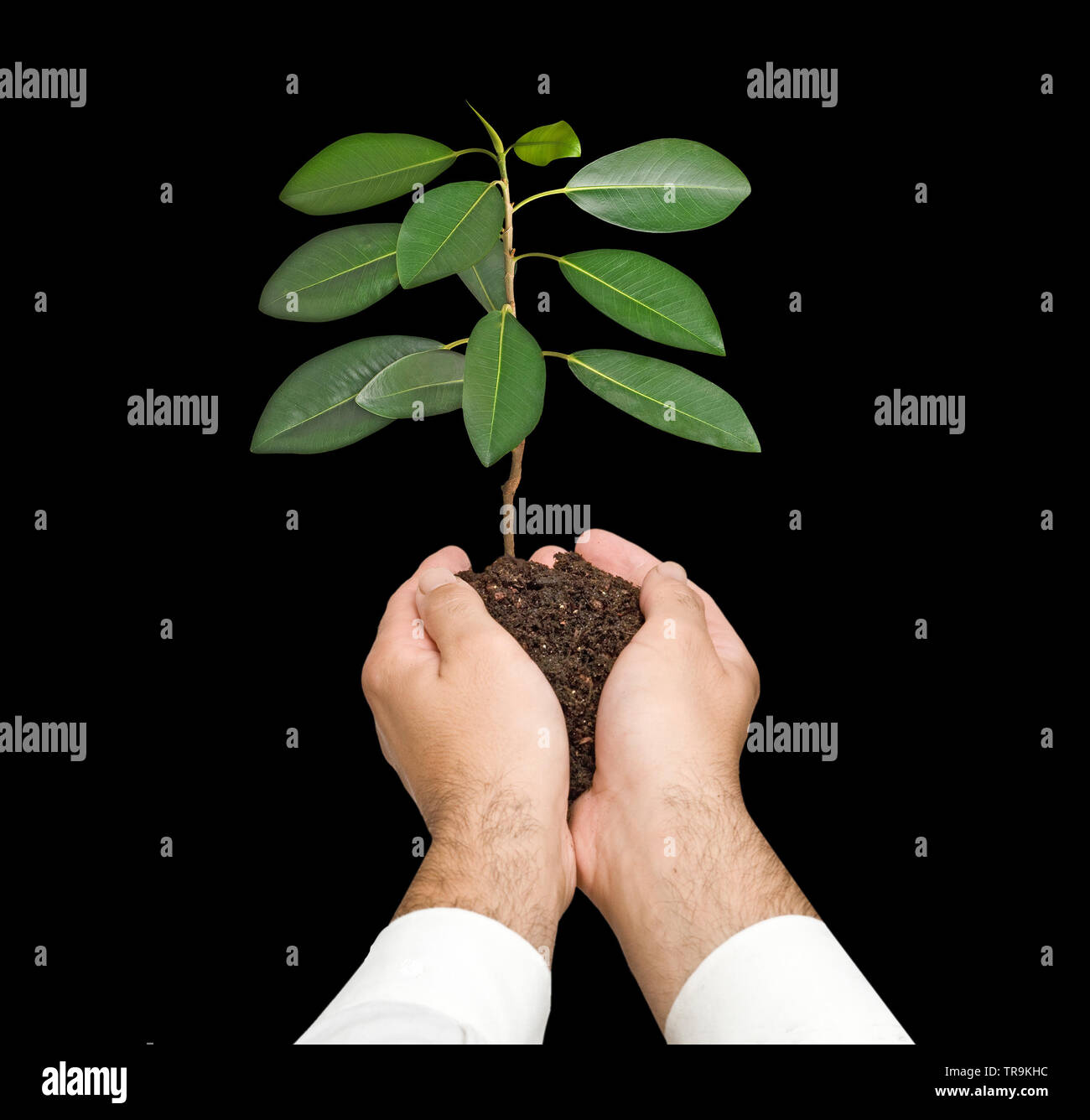 sapling in hands Stock Photo - Alamy