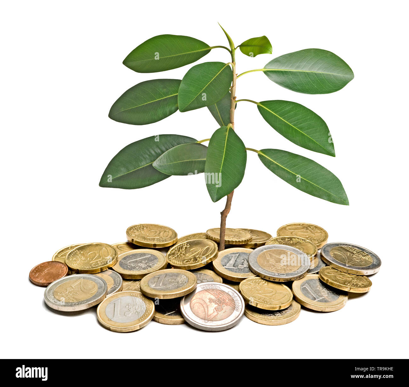 Tree growing from pile of coins Stock Photo - Alamy