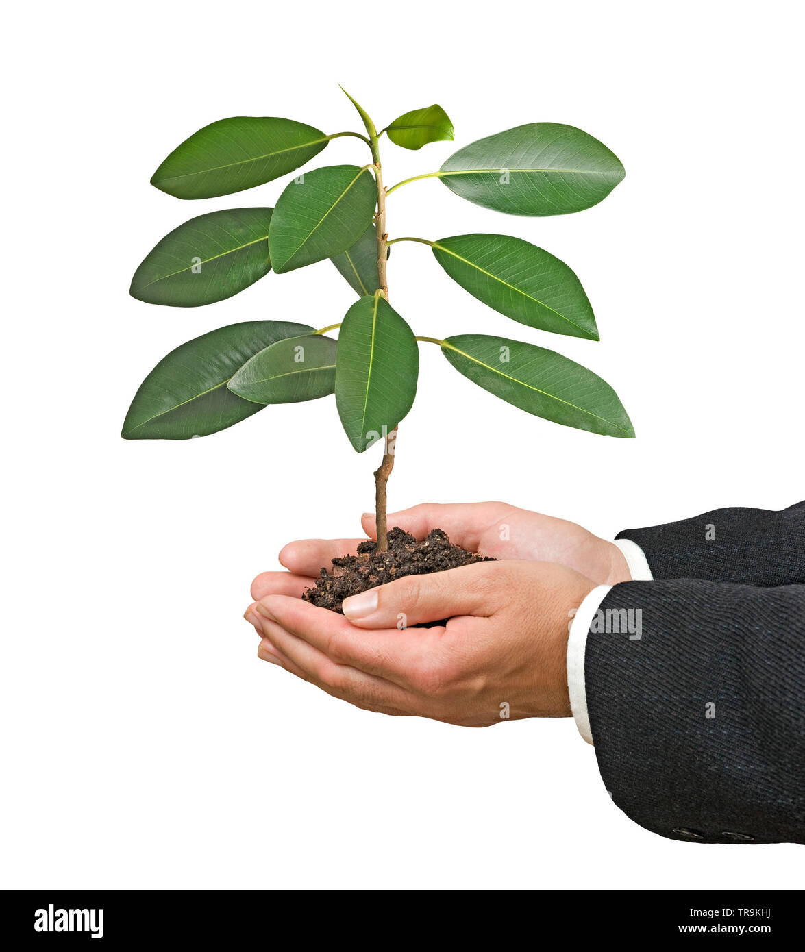sapling in hands Stock Photo - Alamy