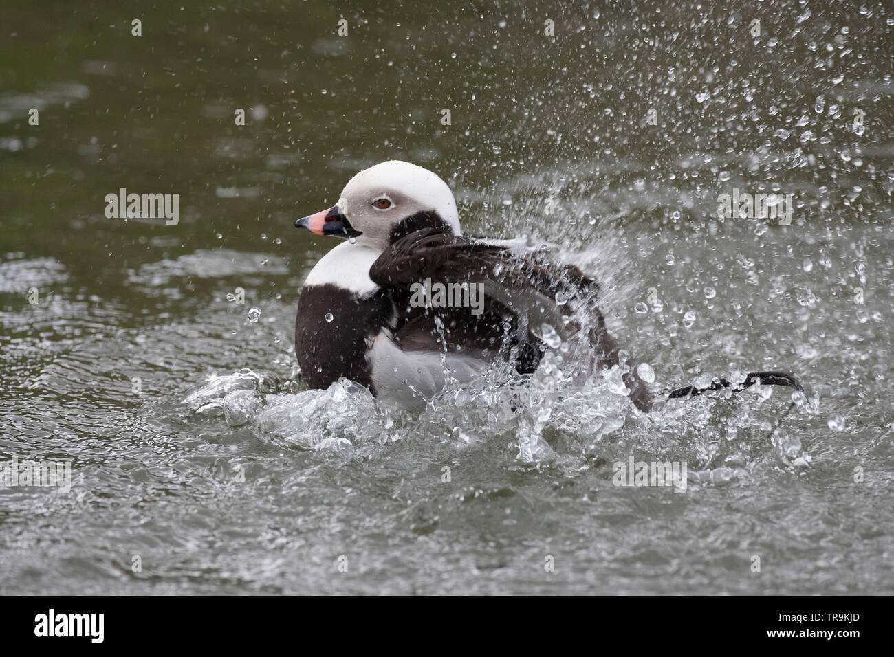 Long tailed duck uk hi-res stock photography and images - Alamy