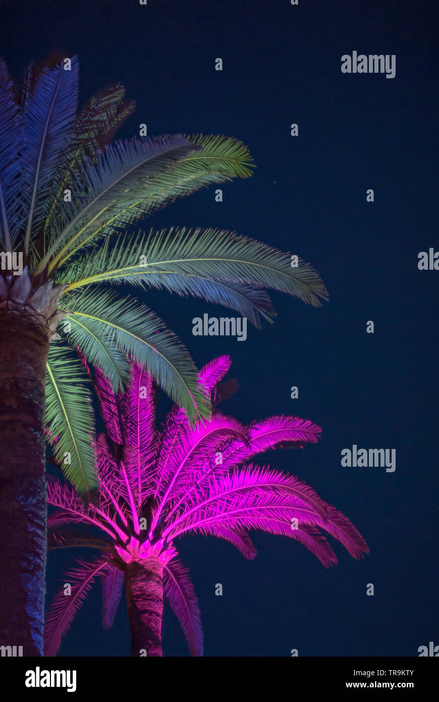 Palms lit by neon lights at night Stock Photo - Alamy