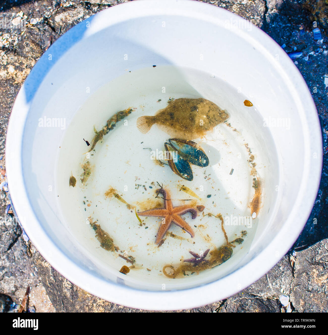 A bucket with a flatfish, blue mussel and a starfish Stock Photo - Alamy