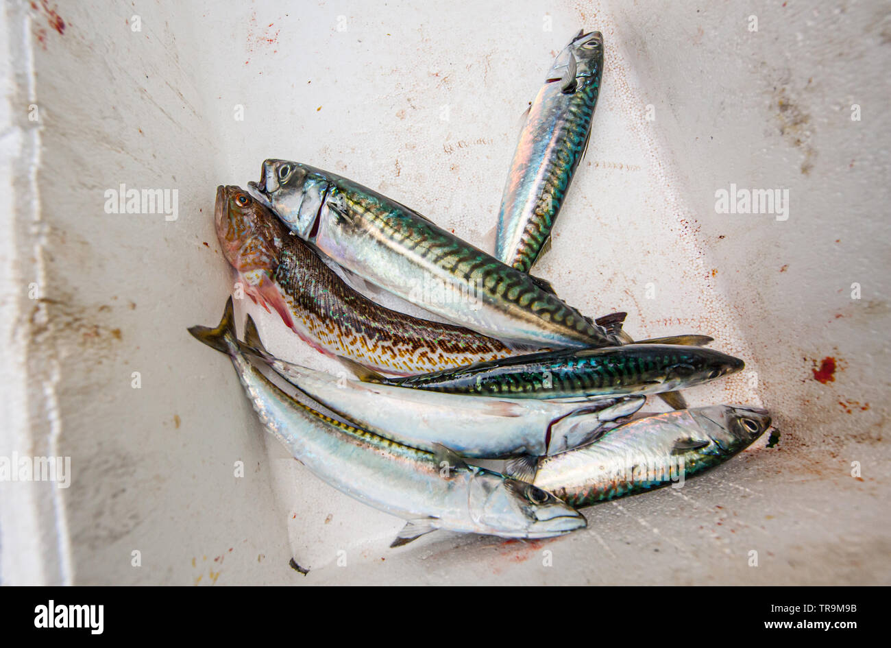 Atlantic mackerel scomber scombrus hi-res stock photography and images ...