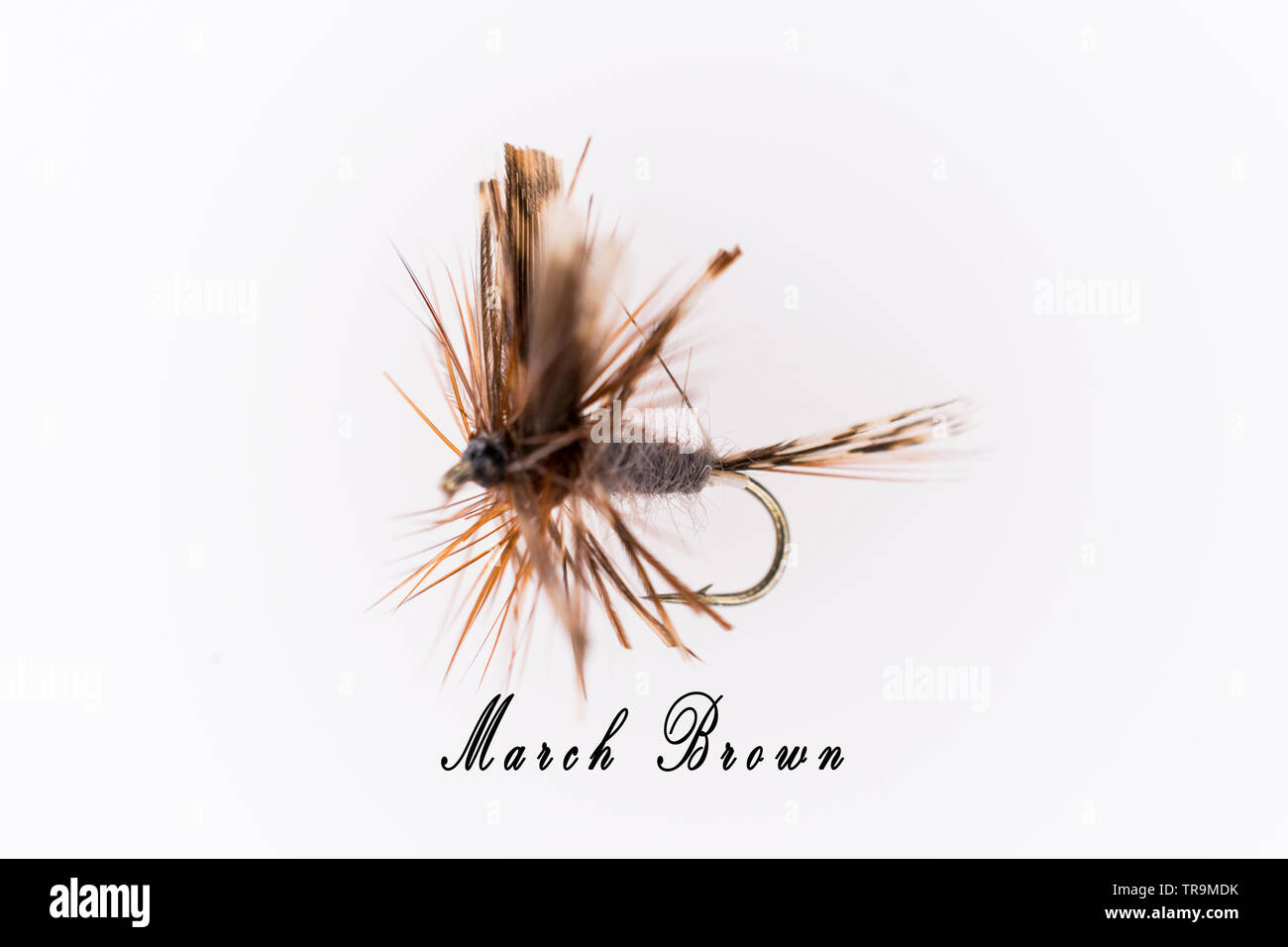 March flies Cut Out Stock Images & Pictures - Alamy