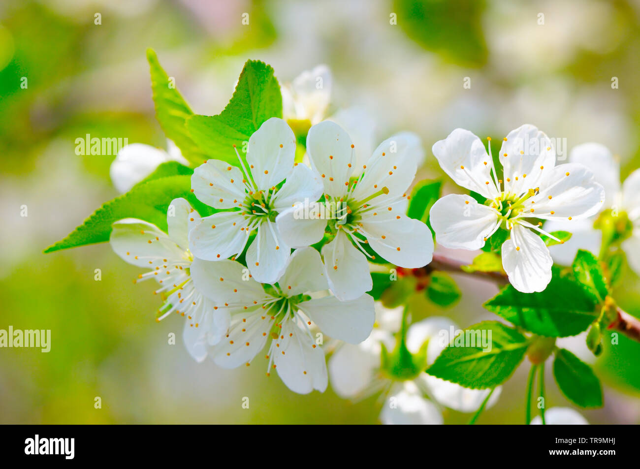Sprig Flowering High Resolution Stock Photography and Images - Alamy