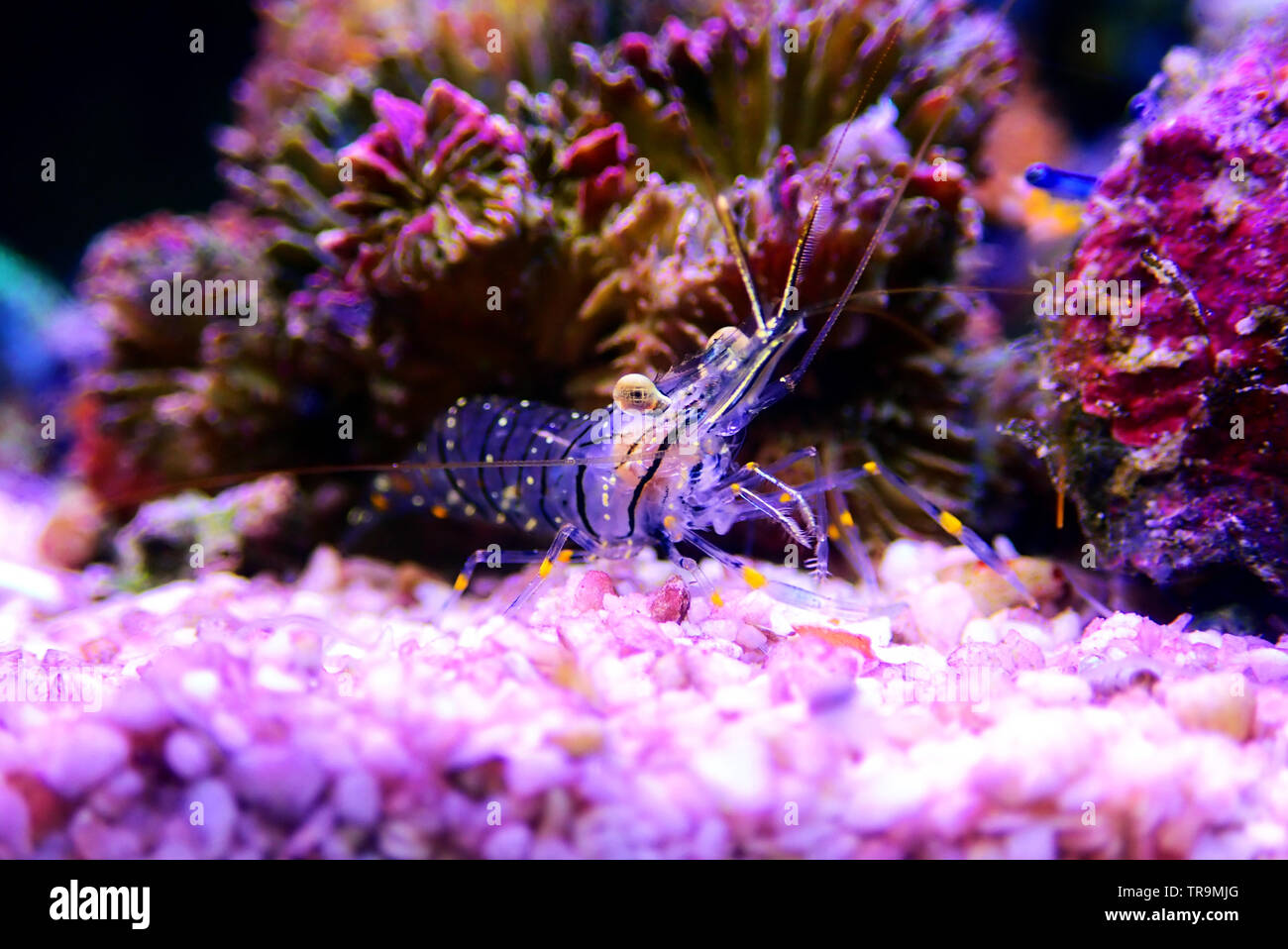 Palaemon elegans hi-res stock photography and images - Alamy