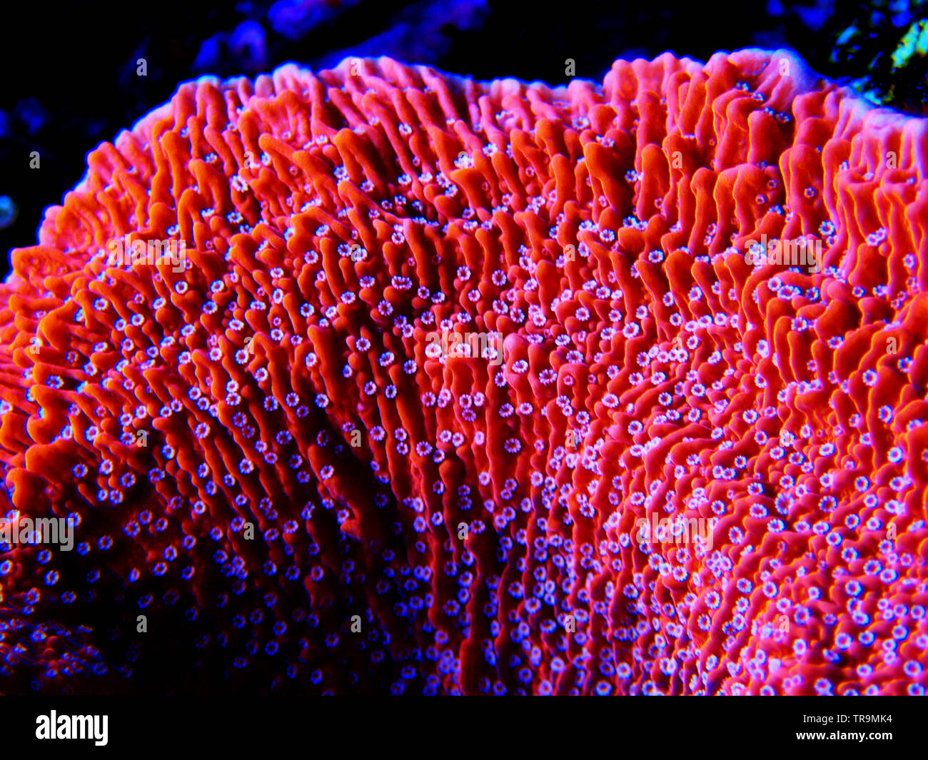 Montipora Candy Cap Coral, - (Montipora capricornis Stock Photo - Alamy