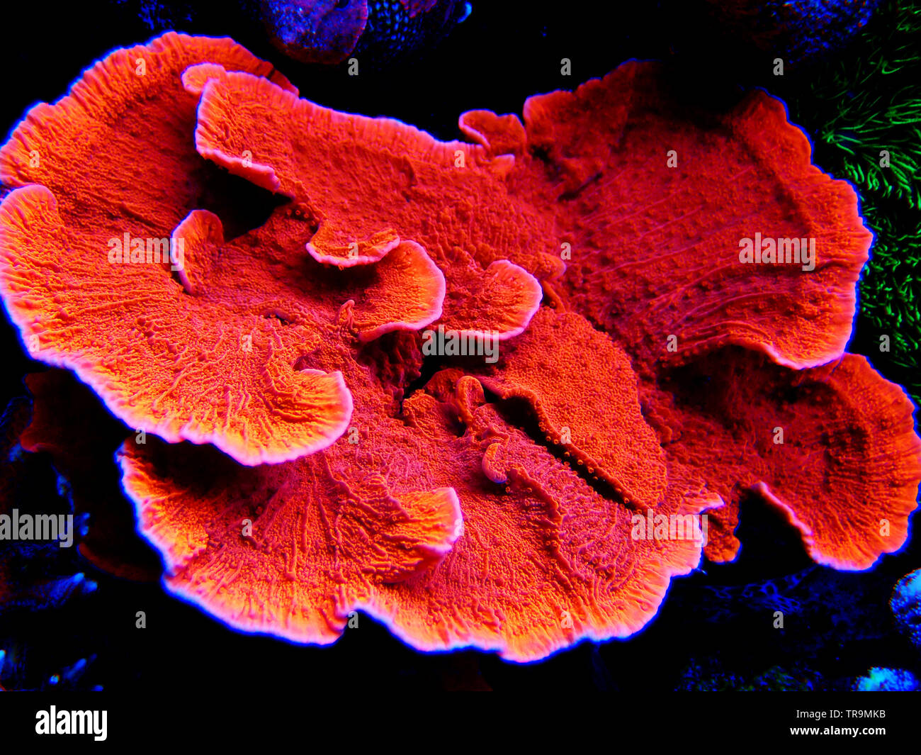 Montipora Candy Cap Coral, - (Montipora capricornis Stock Photo - Alamy