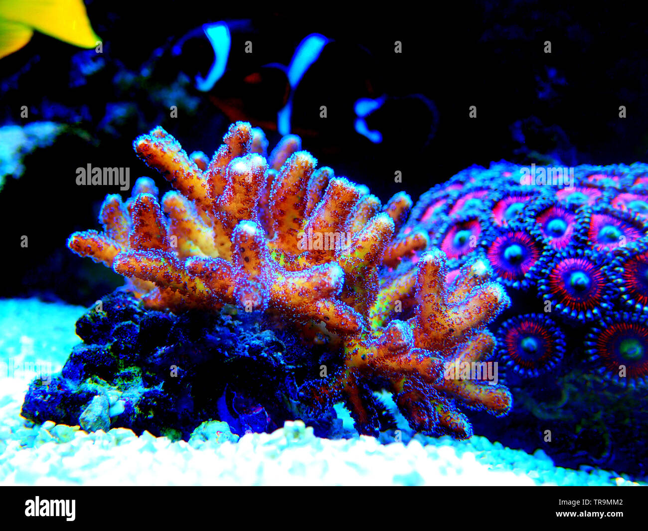 Bird of Paradise SPS Coral - (Seriatopora sp Stock Photo - Alamy