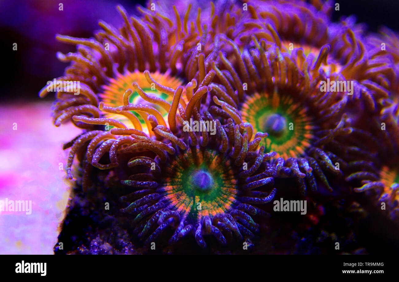 Yellow polyps parazoanthus sp hi-res stock photography and images - Alamy