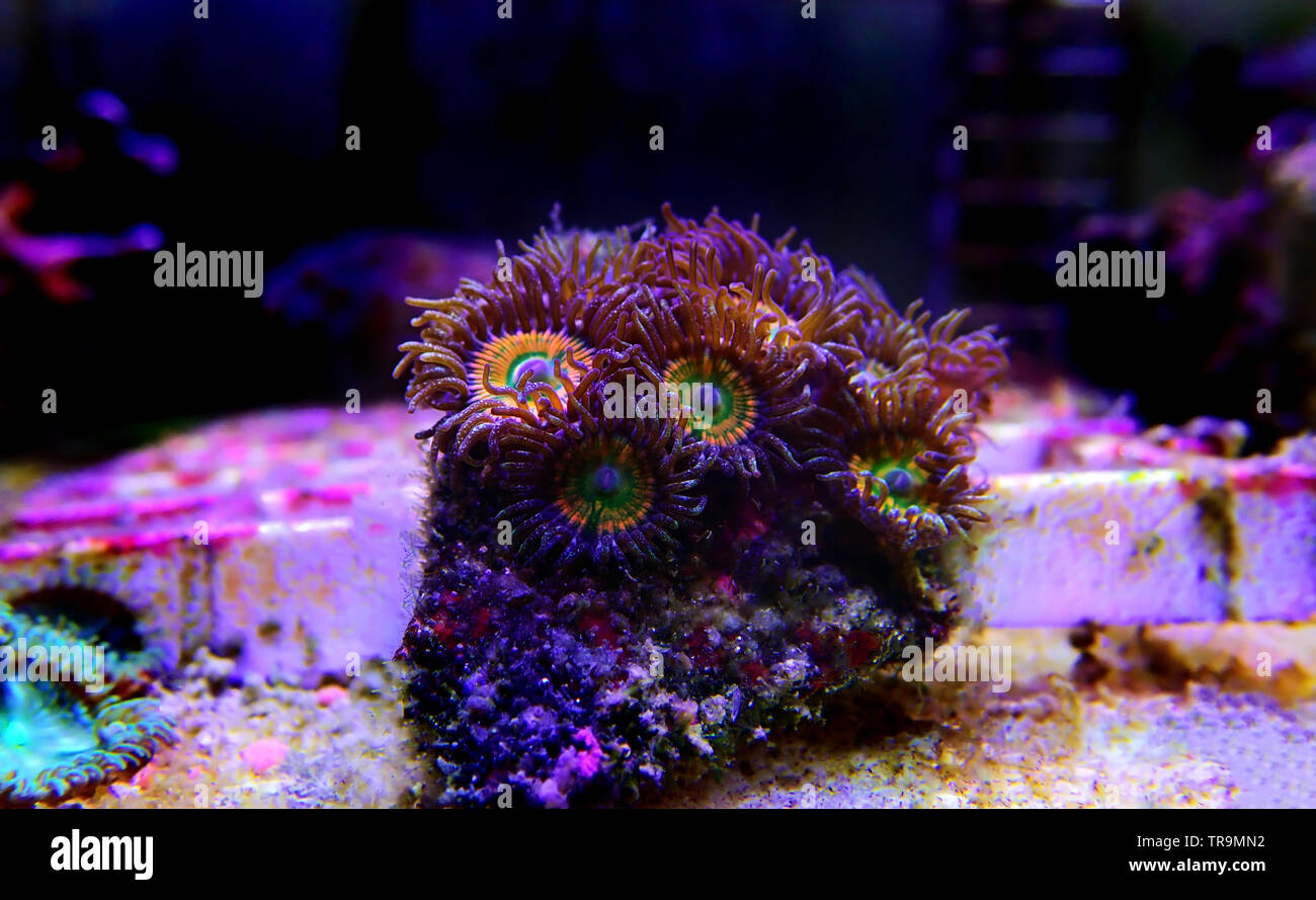 Ultra Close up shot on Caribbean Sunny D zoanthus sp. colony polyps ...