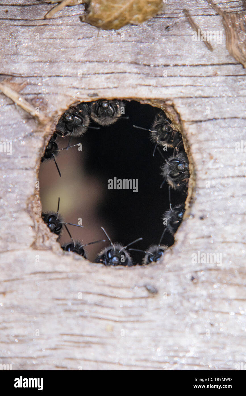 Guard bees hi-res stock photography and images - Alamy