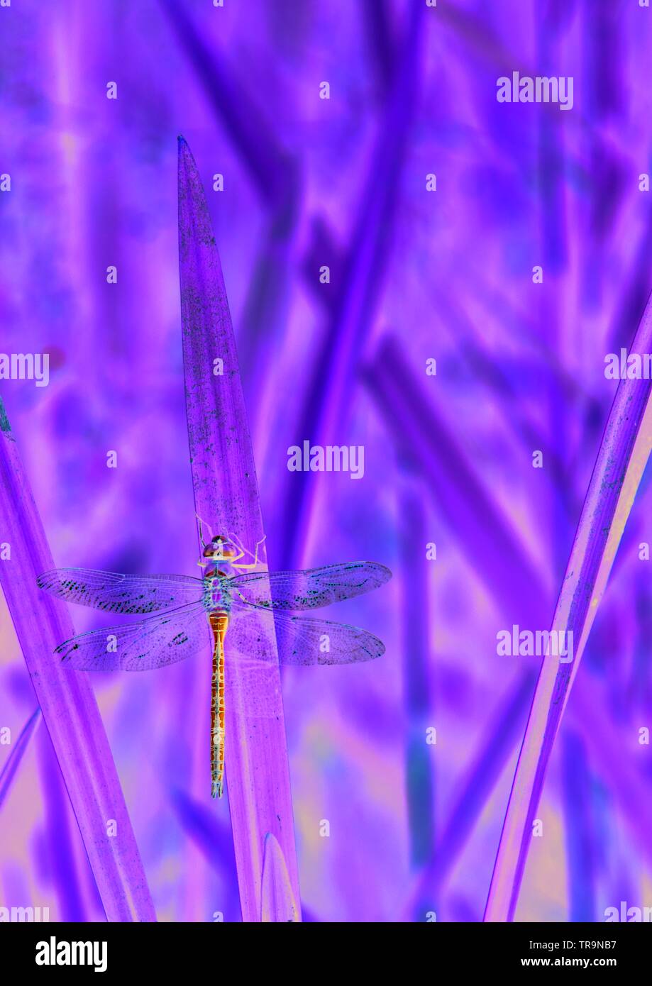 Dragonfly in the reeds. The picture was taken in Karlsruhe Durlach ...