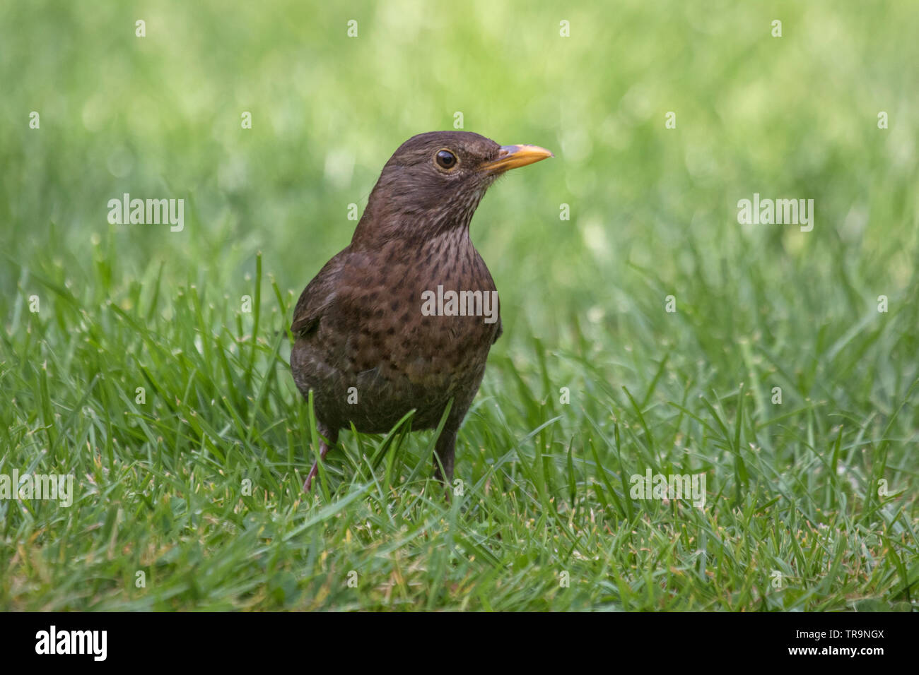 Blackbirds uk hi-res stock photography and images - Alamy