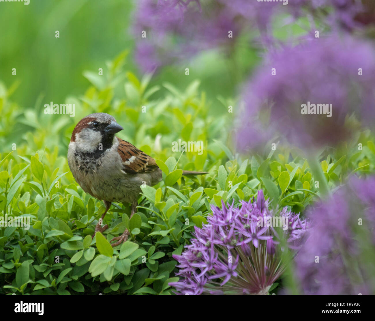 Sparrows and flowers hi-res stock photography and images - Alamy