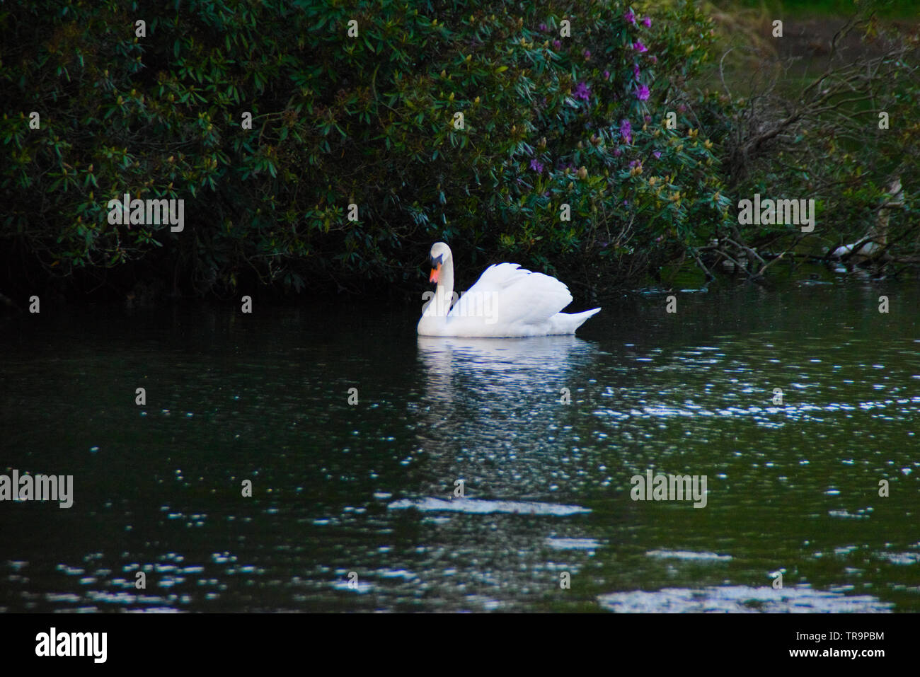 Single swans hi-res stock photography and images - Alamy