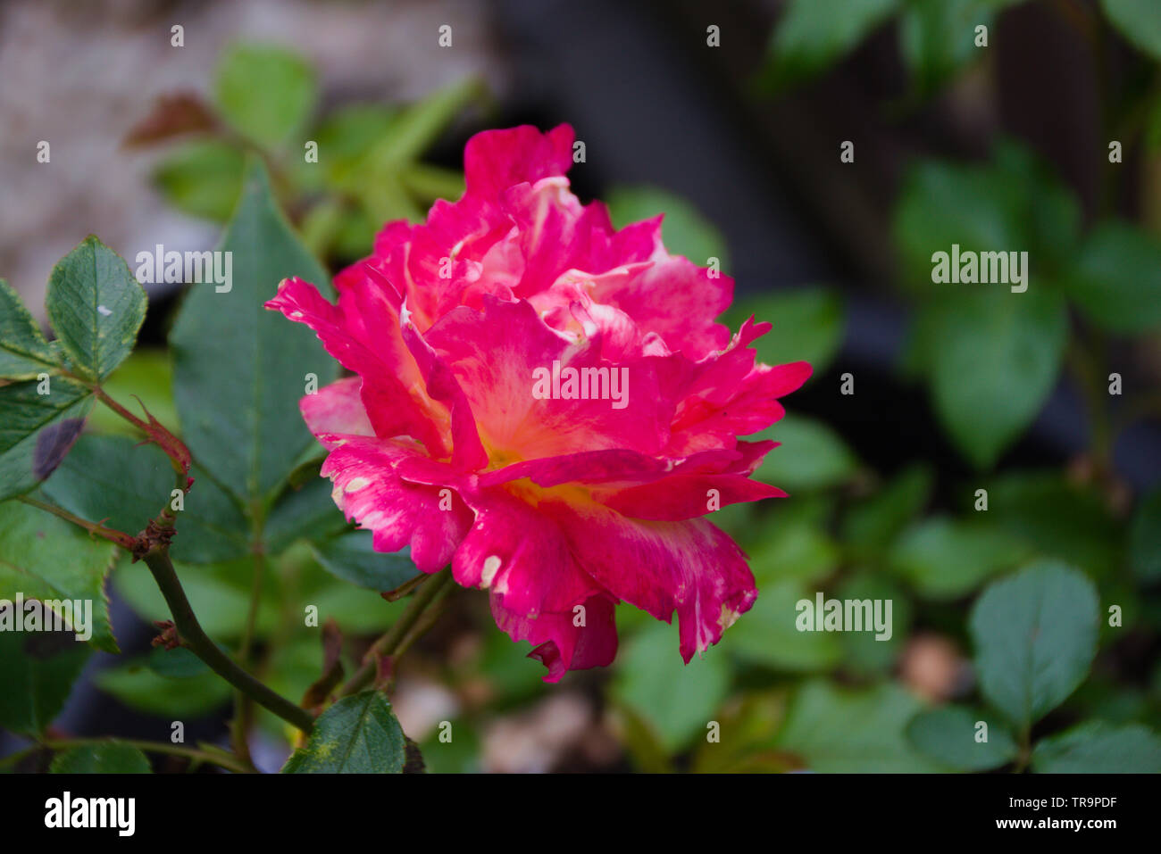 Summer roses beginning to bloom Stock Photo - Alamy
