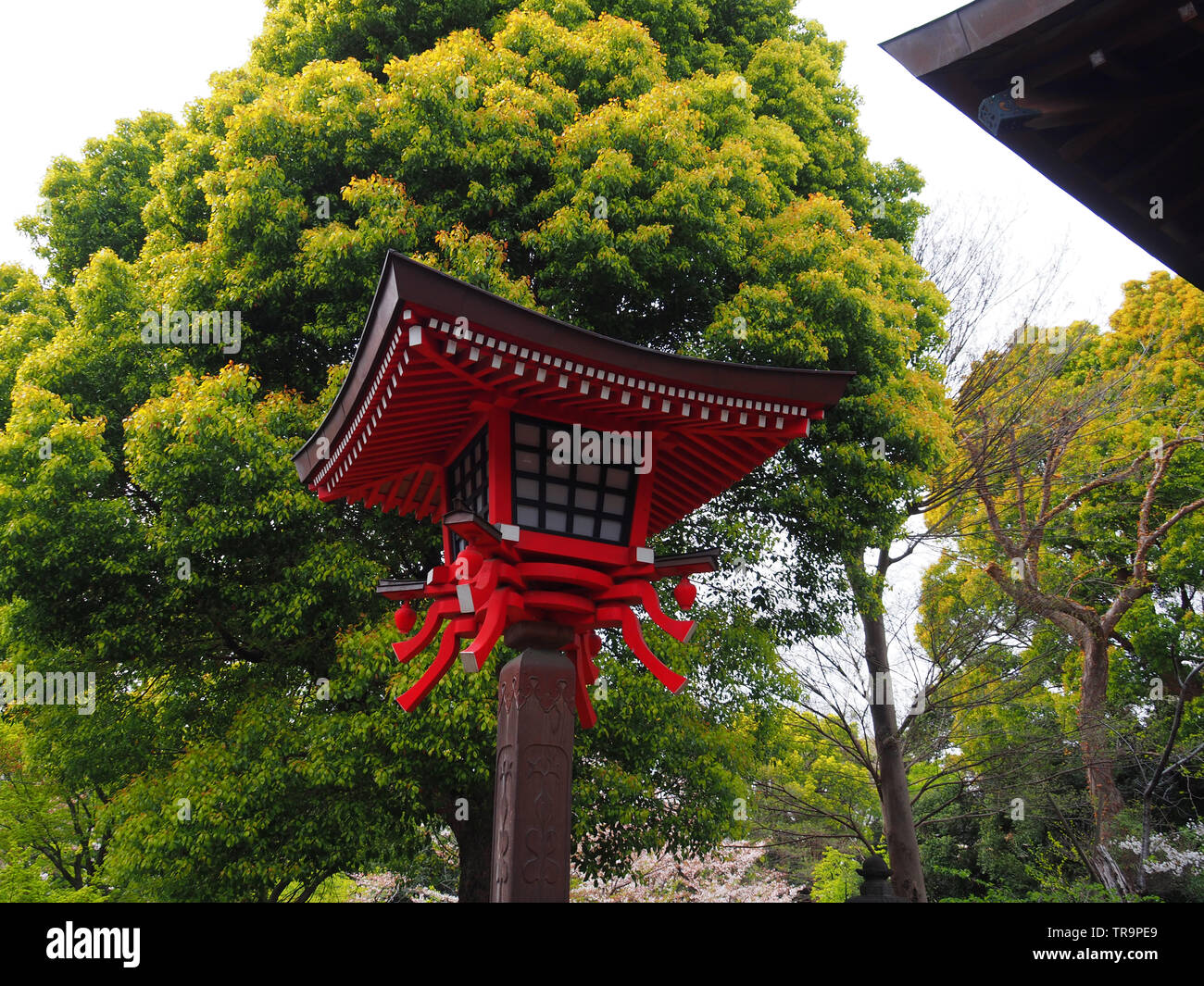 Japanese red lantern at the Kiyomizu Kannon-dō in ueno park in Tokyo ...