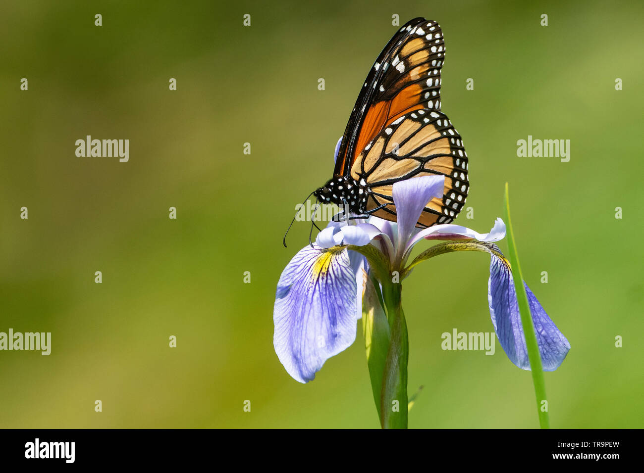 Blue monarch butterfly hi-res stock photography and images - Alamy