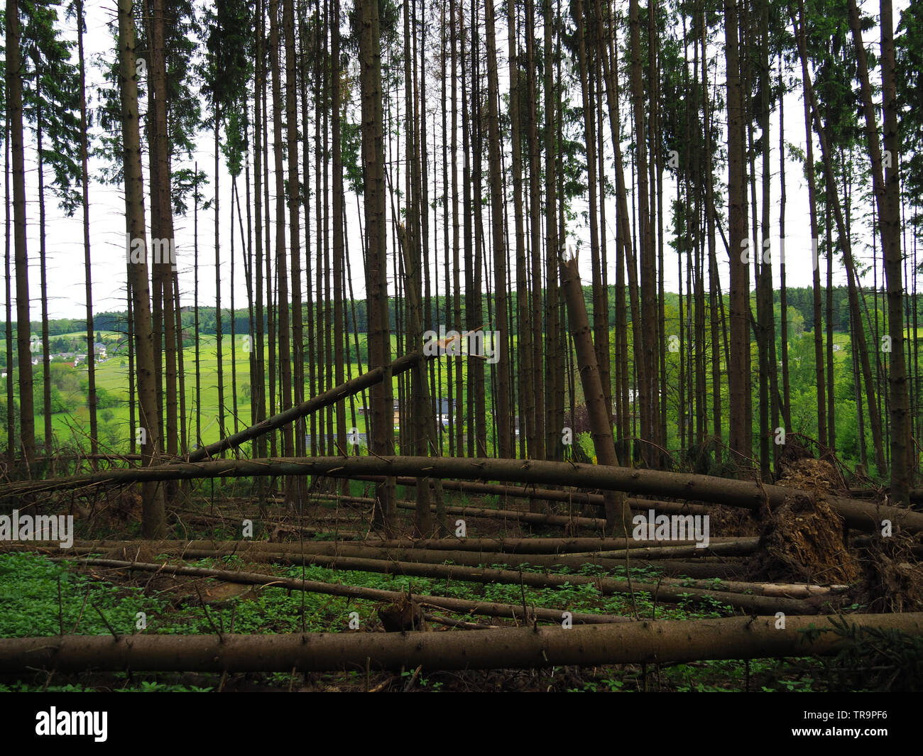 Log fir view hi-res stock photography and images - Alamy