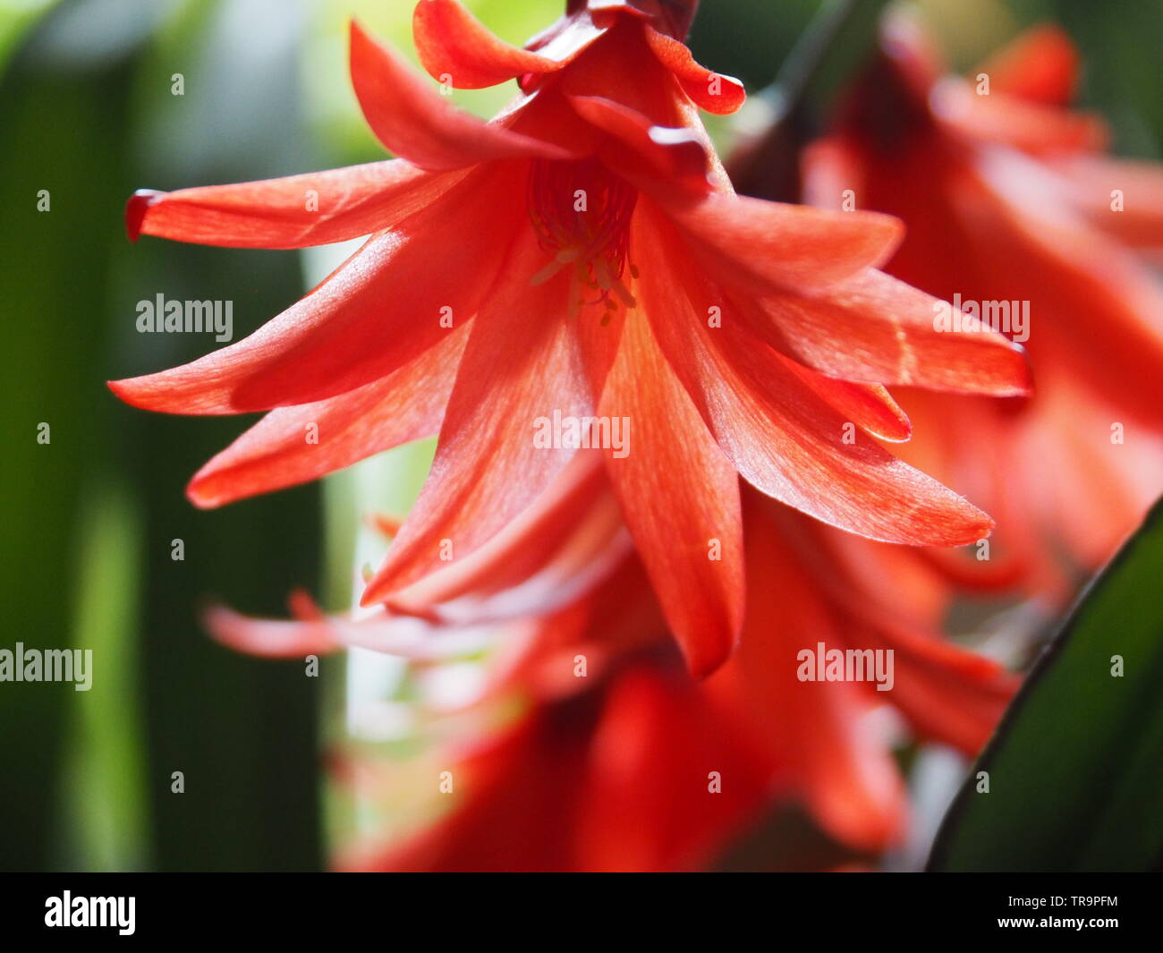 Hatiora flower hi-res stock photography and images - Alamy