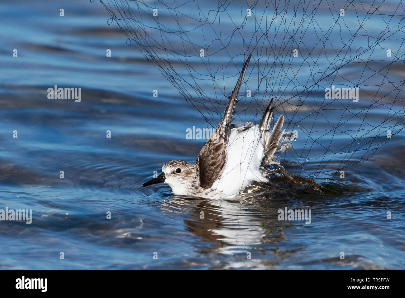 Banding mist net hi-res stock photography and images - Alamy