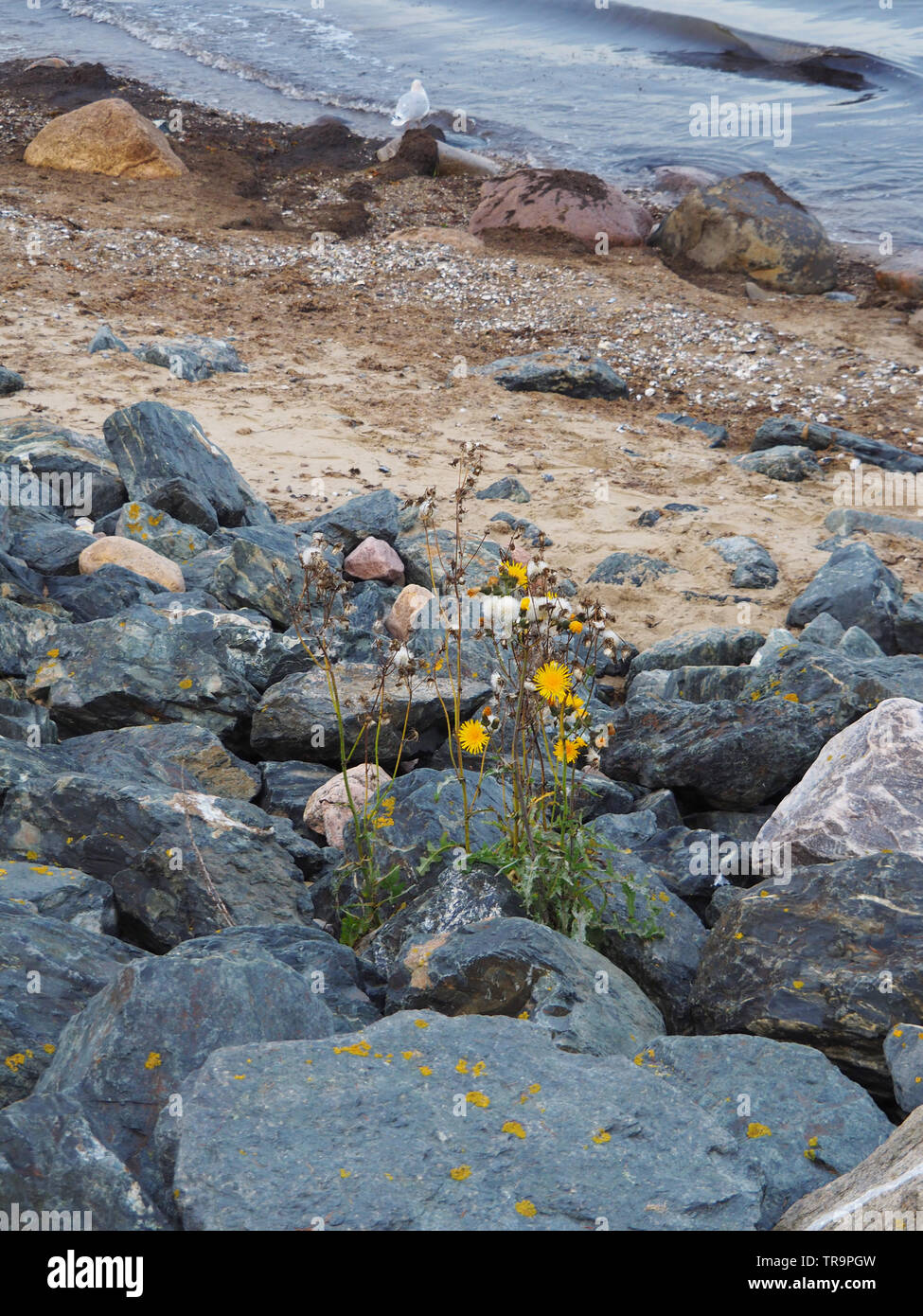 Steine felsen hi-res stock photography and images - Alamy