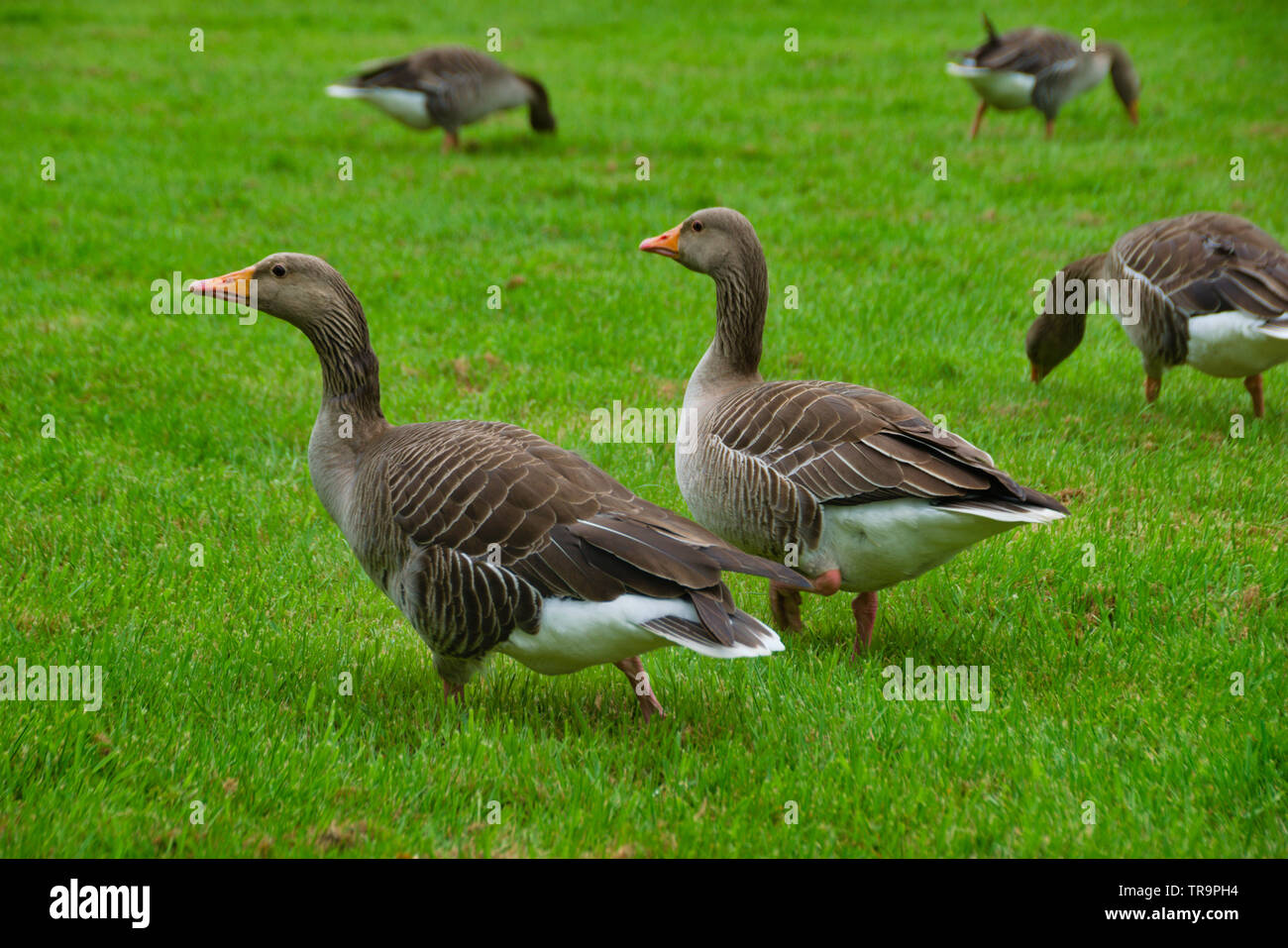 Mallard natural environment hi-res stock photography and images - Alamy