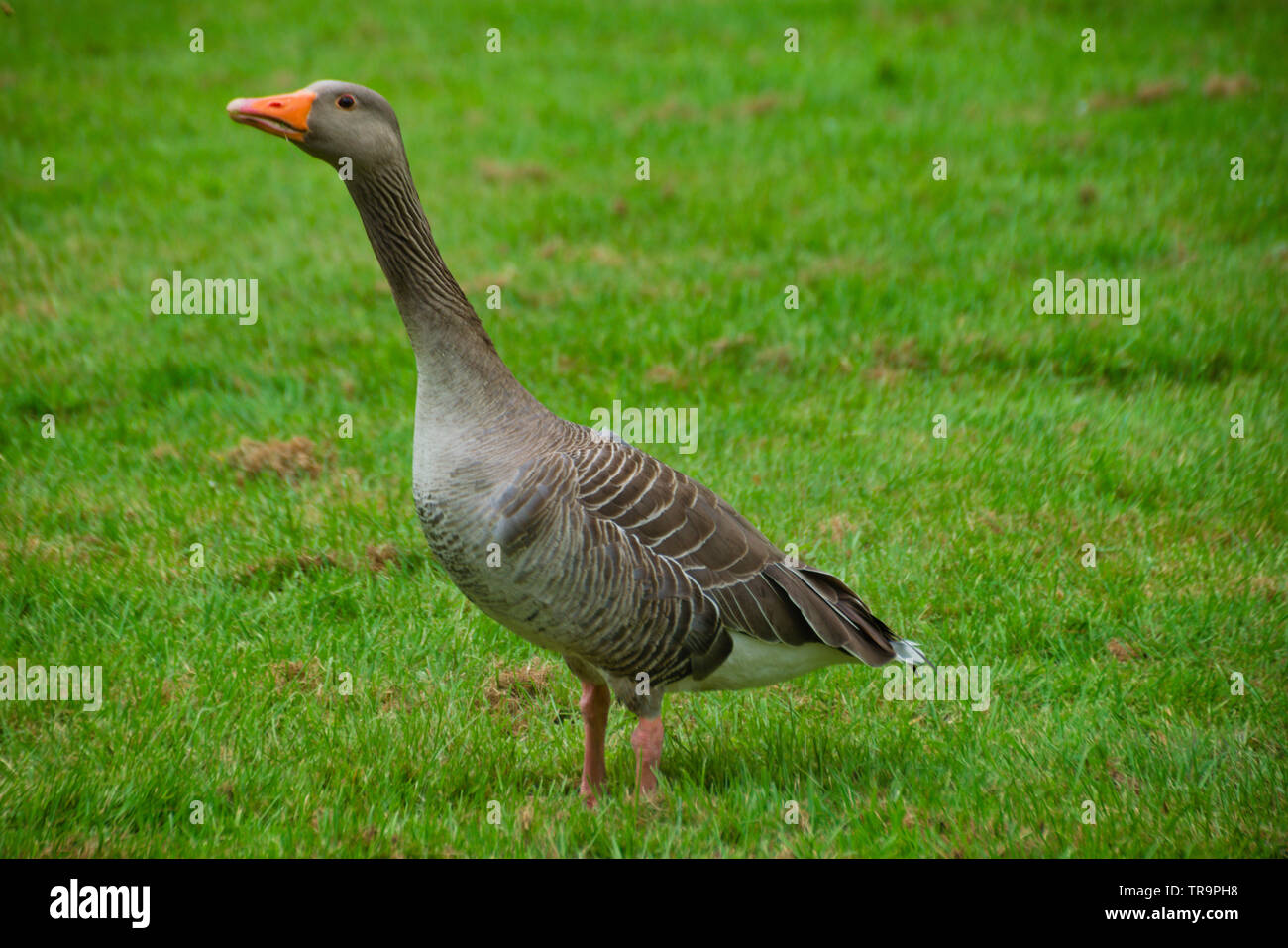 Fancy ducks hi-res stock photography and images - Alamy