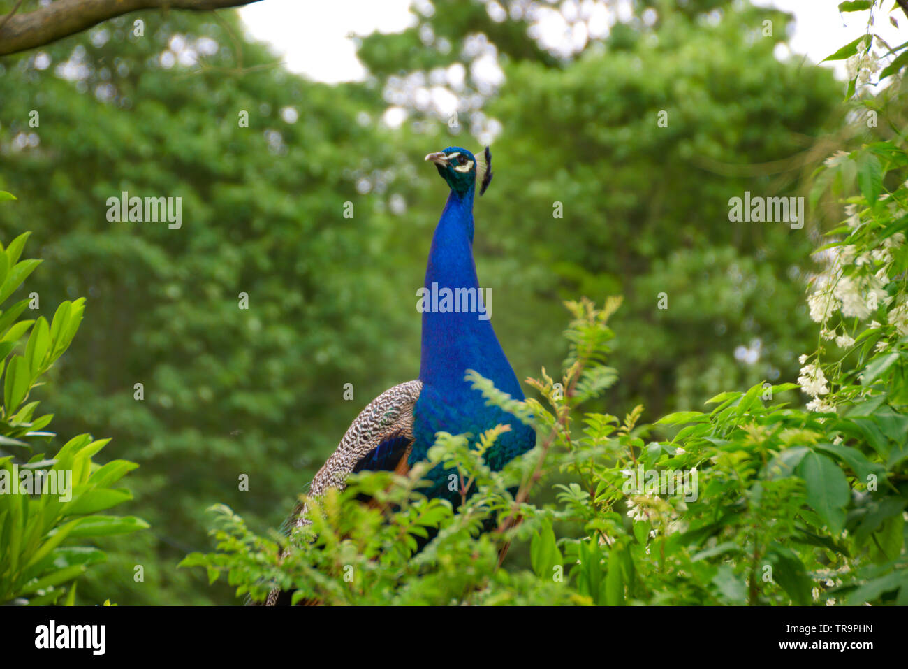 Single peacock feather hi-res stock photography and images - Alamy