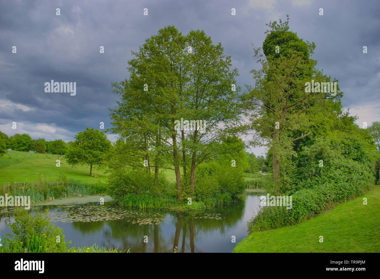 Closeup big beautiful tree hi-res stock photography and images - Alamy