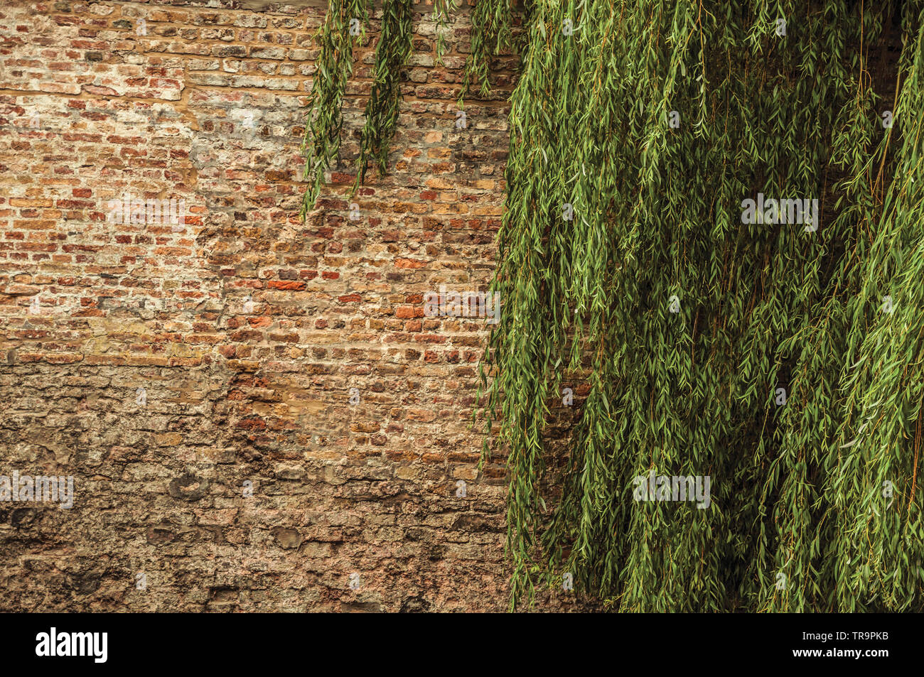 Leafy branches and brick wall in a historic building at the City Center ...