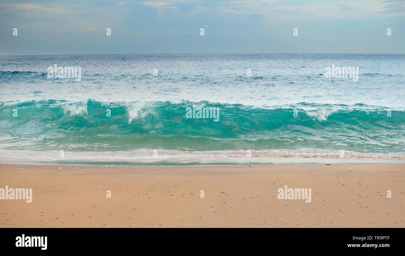 Big fish hunting smaller fish caught within the waves coming to shore ...