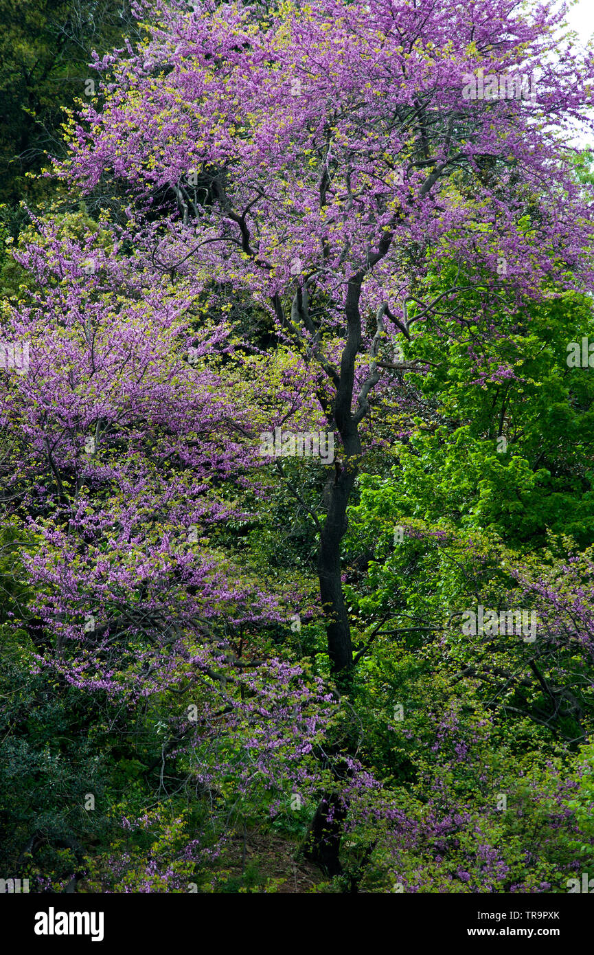 Judas tree hi-res stock photography and images - Alamy